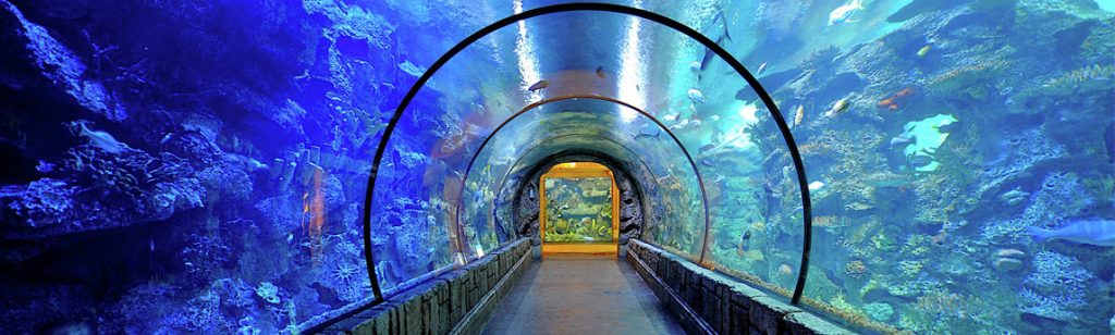 Mandalay Bay Shark Reef - NV5