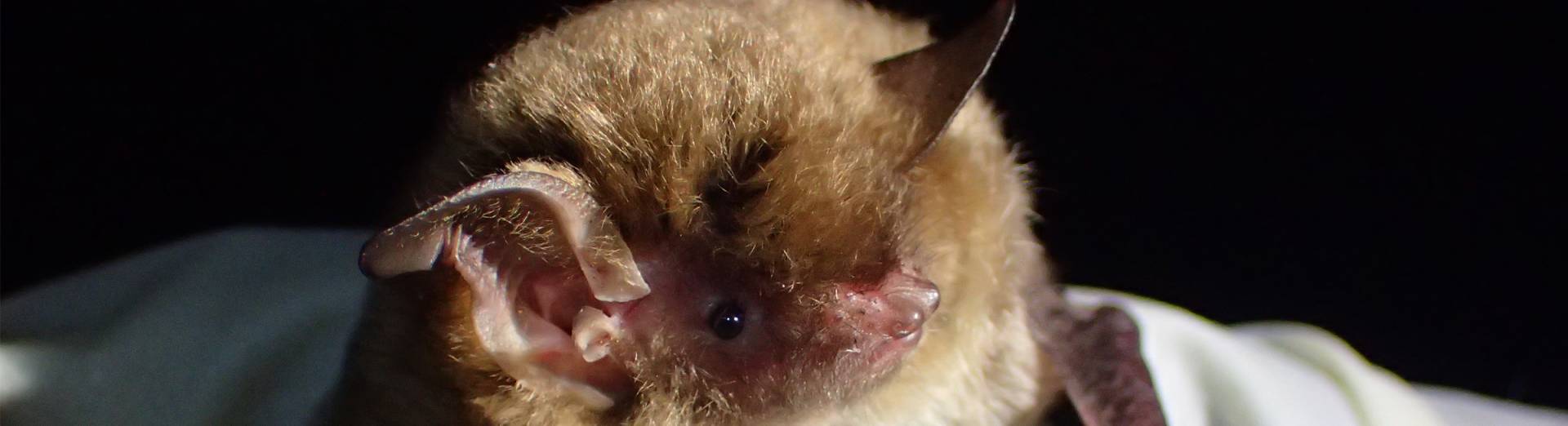 Bats and Transportation - A Short Video - NV5