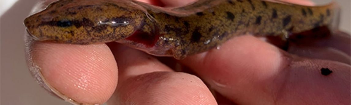 An Exciting Find: The Neuse River Waterdog - NV5