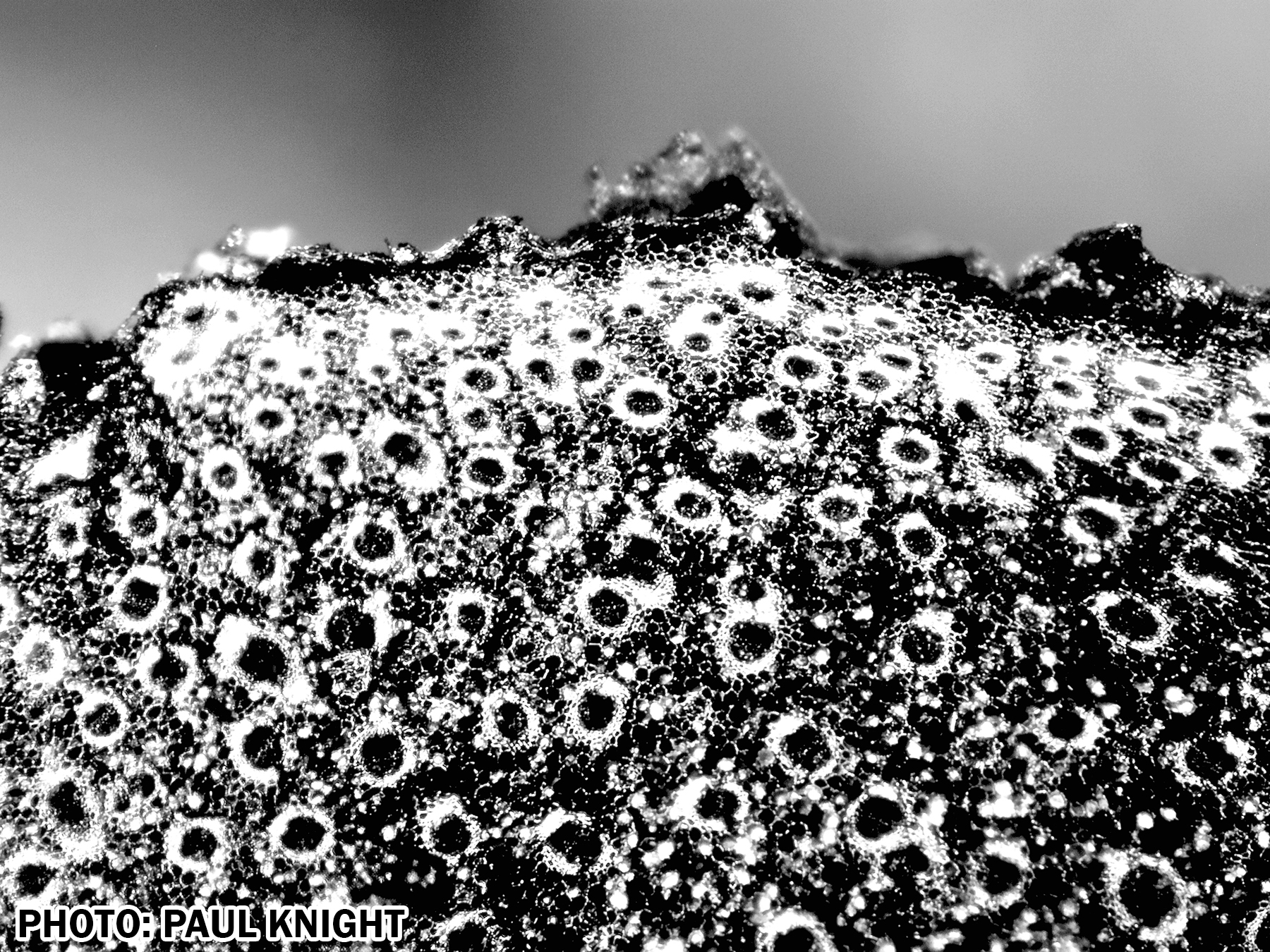 CARBON IS FOREVER THE STORY OF OUR PAST LIVES IN CARBONIZED PLANTS - NV5