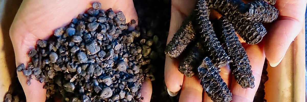 CARBON IS FOREVER THE STORY OF OUR PAST LIVES IN CARBONIZED PLANTS - NV5