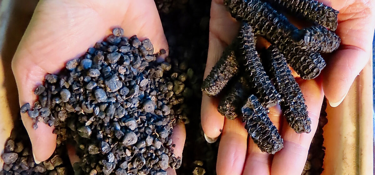 CARBON IS FOREVER THE STORY OF OUR PAST LIVES IN CARBONIZED PLANTS - NV5